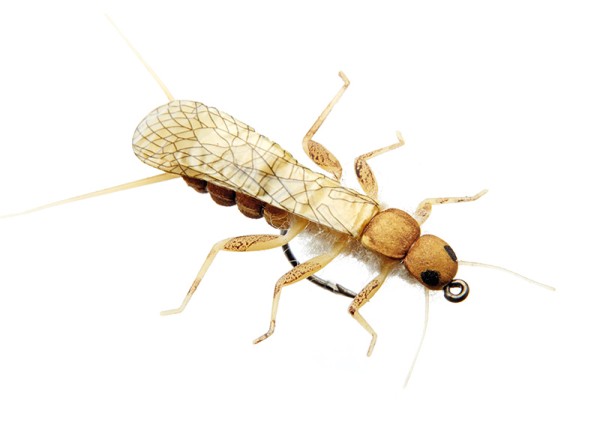 J:son Realistic Flies - Stonefly Adult golden | 1 | P-08346